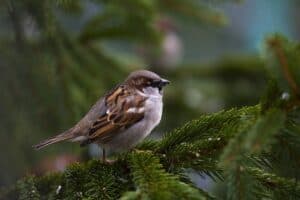 17 Most Common Birds In London: You Must Know About