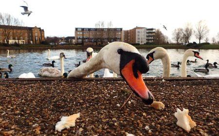 What Do Swans Eat? Here's What They Eat In A Day!