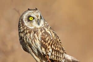Are All Owls Nocturnal? Complete List Of Nocturnal Owl