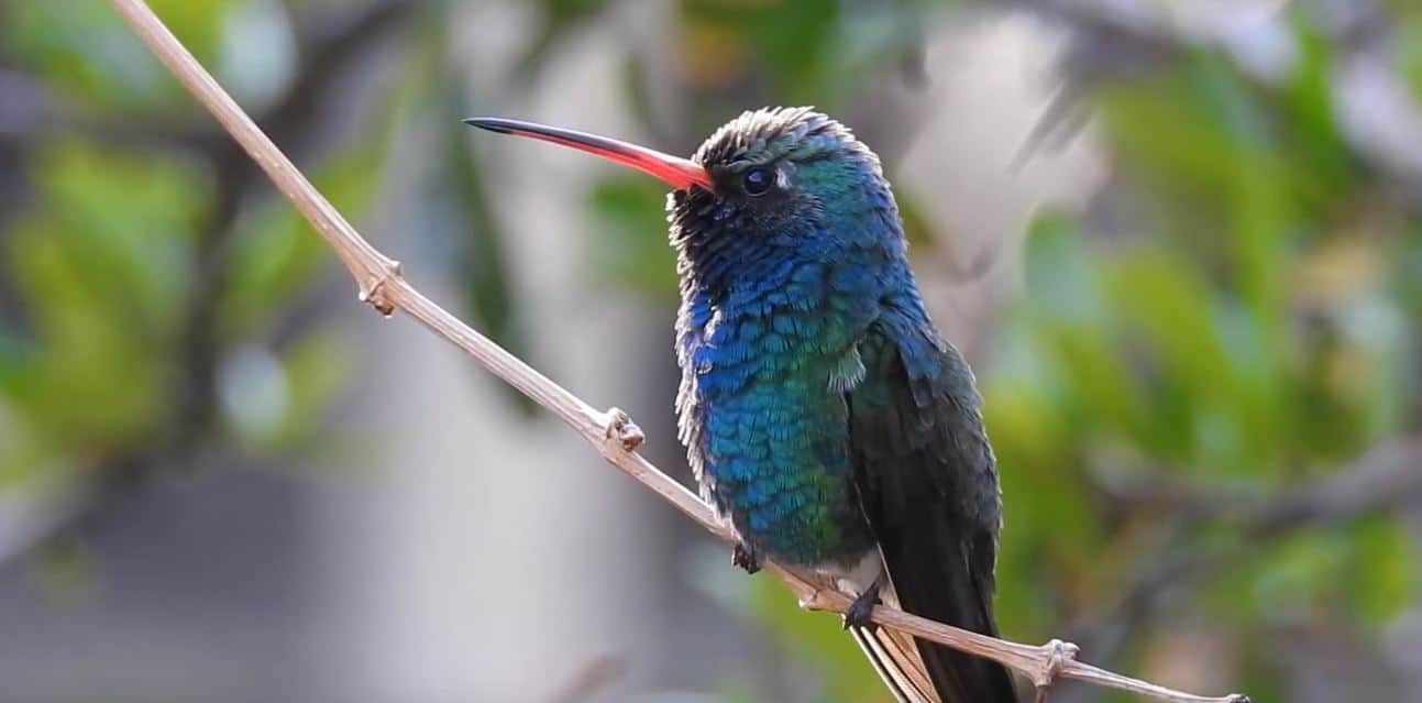 9 Stunning Hummingbirds In North Carolina: You Must Know