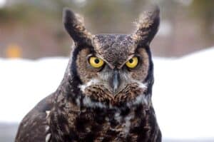 Are All Owls Nocturnal? Complete List Of Nocturnal Owl