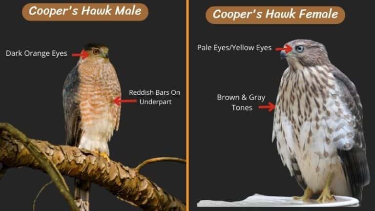 Female Cooper’s Hawk: Looks/Diet/Breeding/Identification