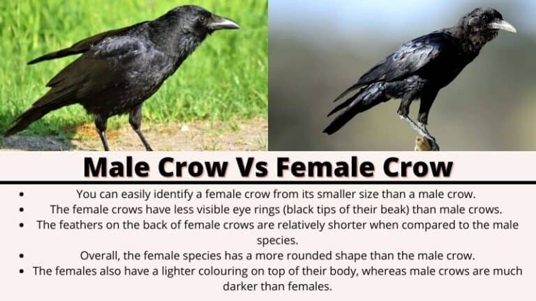 Female Crow: Diet, Habitat, Behavior, Difference, And Facts