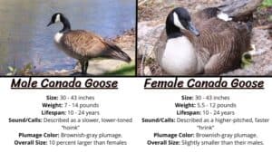 Male Vs Female Canada Goose? Complete Difference With Table