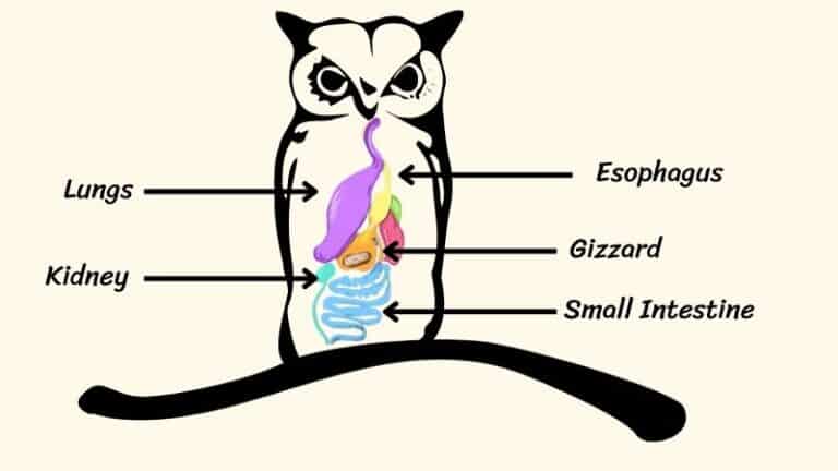 Do Owls Have Teeth? How Do They Chew Their Food? Explained