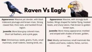 Raven vs Eagle: Diet/Fight/Appearance Difference Explained