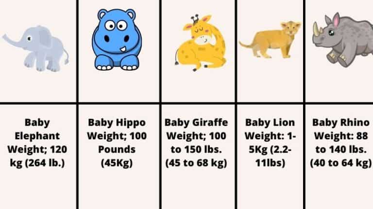 How Much Do Baby Elephants Weigh? More Than A Small Car?