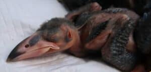 Baby Raven: Look, Diet, Behavior, Differences Explained!