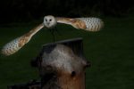 How Does An Owl Hunt At Night? All Question Answered!