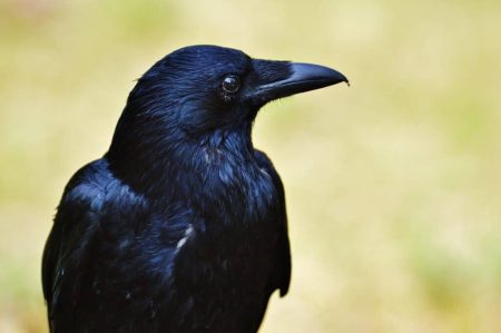 Female Raven: Diet, Appearance, Habitat, Behavior Explained