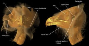 Do Owls Have Ears? Owl Hearing Explained In Detail