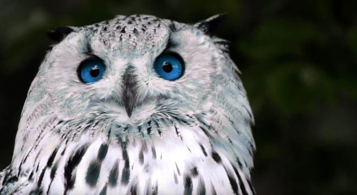 Are There Owls With Blue Eyes? Or Is It Photoshopped?