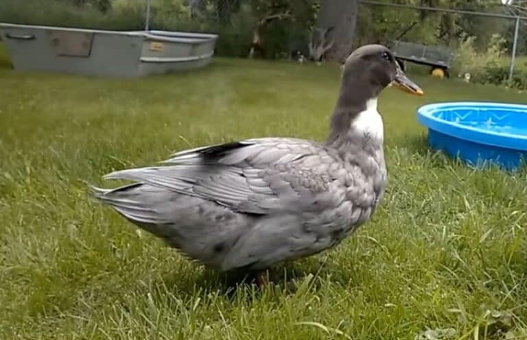 5 Stunning Grey Duck Breeds: You Must Know About