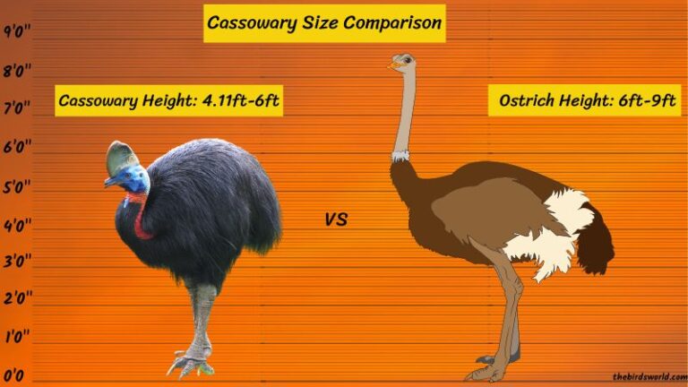 Cassowary Size Explained & Compared Ostrich, Emu, Human