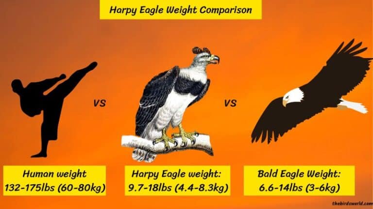 Harpy Eagle Size Explain: Compared With Human & Other Eagle