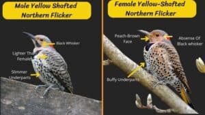 Northern Flicker Male Vs Female: Red & Yellow Shafted