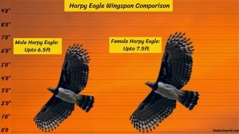 Harpy Eagle Wingspan: How Does It Compare With Others?