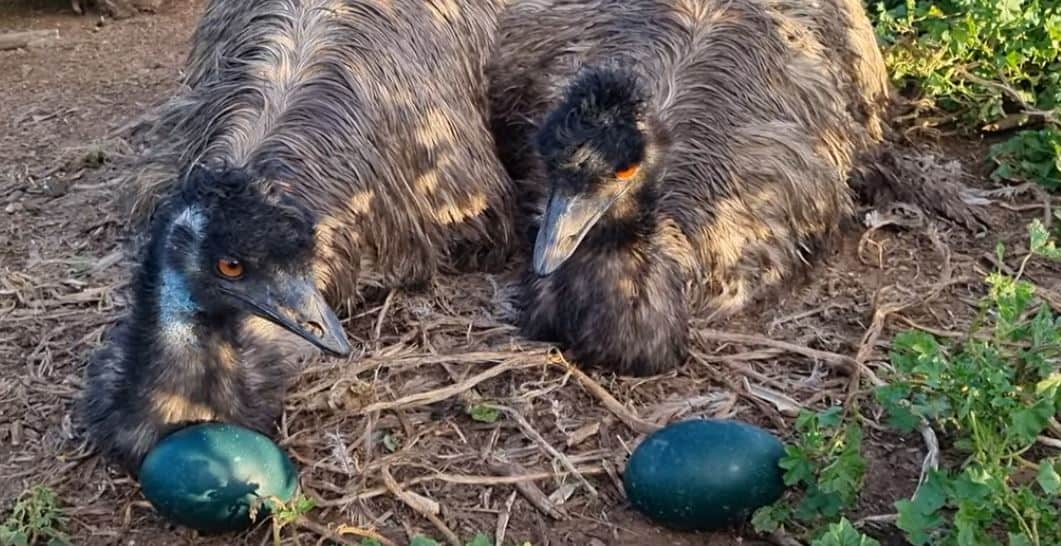 Emu Eggs Size & Look: How Does It Compare With Other Eggs?