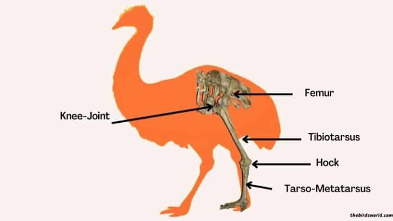 Emu Feet Size & Power Explained: How Does It Compare With?