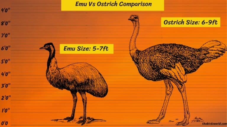 Emu Feet Size & Power Explained: How Does It Compare With?