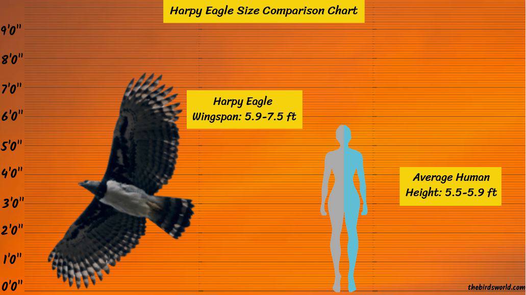 Harpy Eagle Size Explain: Compared With Human & Other Eagle