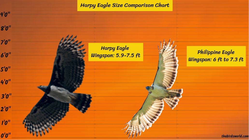 Harpy Eagle Size Explain: Compared With Human & Other Eagle