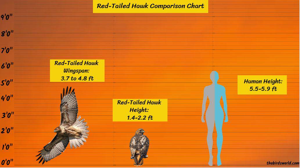 Red-Tailed Hawk Size: Size Compared To Human & Other Birds