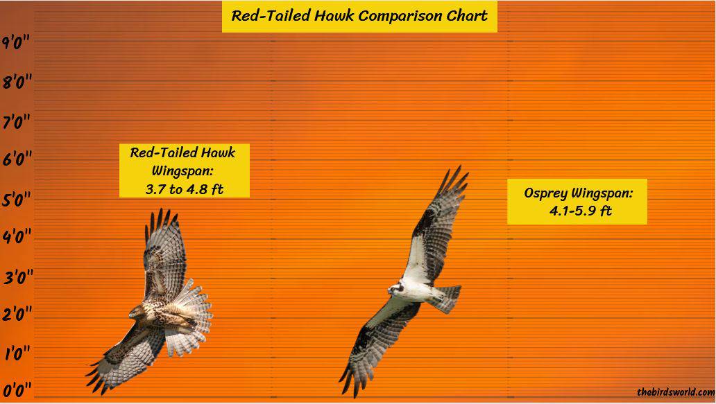 Red-Tailed Hawk Size: Size Compared To Human & Other Birds