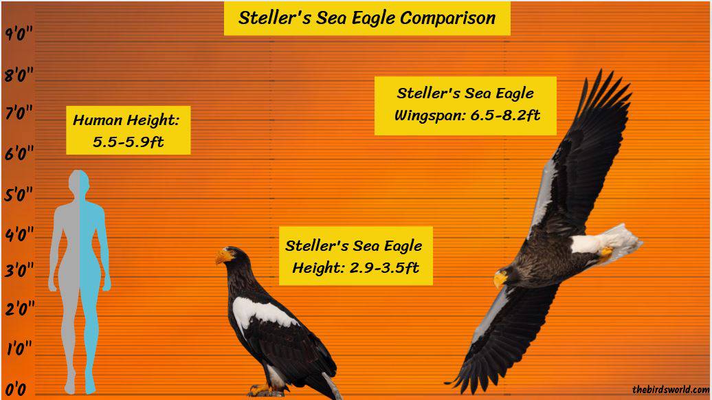 Steller's Sea Eagle Wingspan: How Big Are They Comparison?