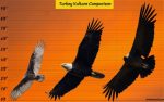 Andean Condor Size: How Does It Compare To Others?
