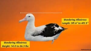 Wandering Albatross Size: How Does It Compare With Others?