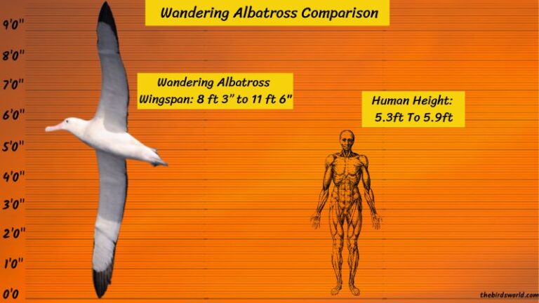 Wandering Albatross Size: How Does It Compare With Others?