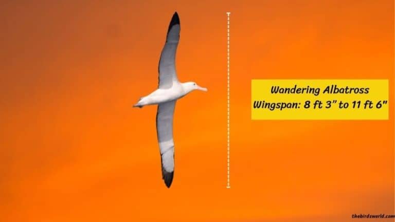 Wandering Albatross Size: How Does It Compare With Others?