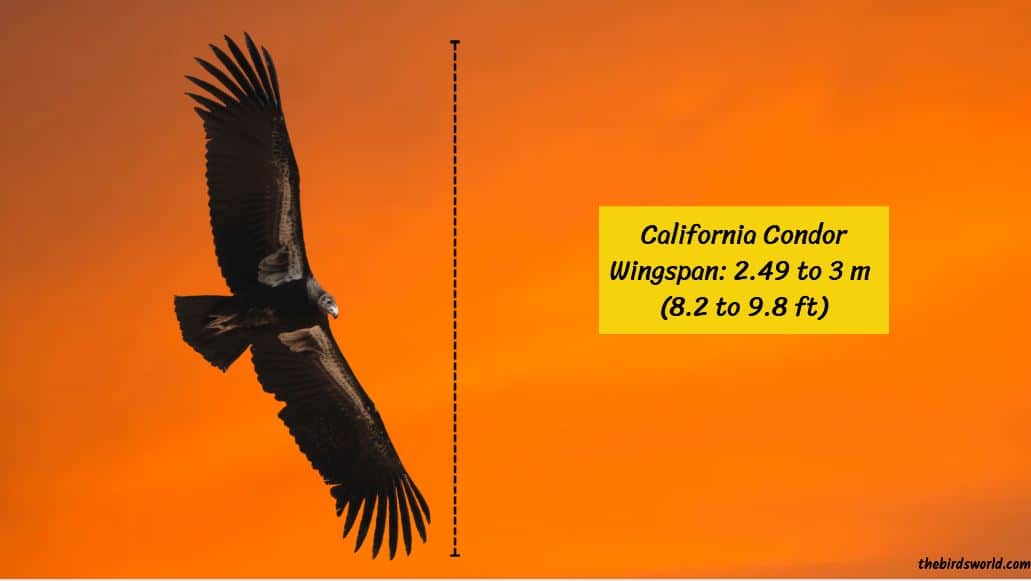 California Condor Size: How Big Are They Compared To Other?