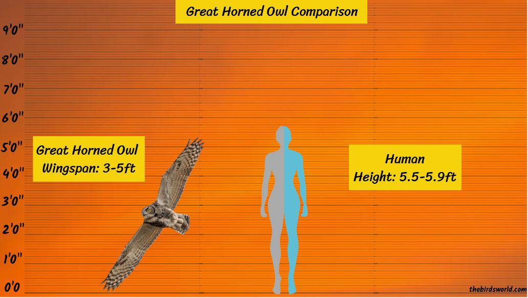 Great Horned Owl Wingspan: How Big Are They Comparison?