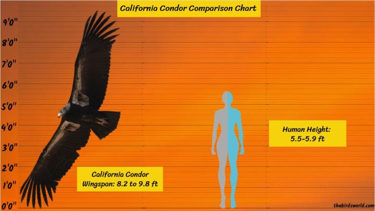 California Condor Size: How Big Are They Compared To Other?