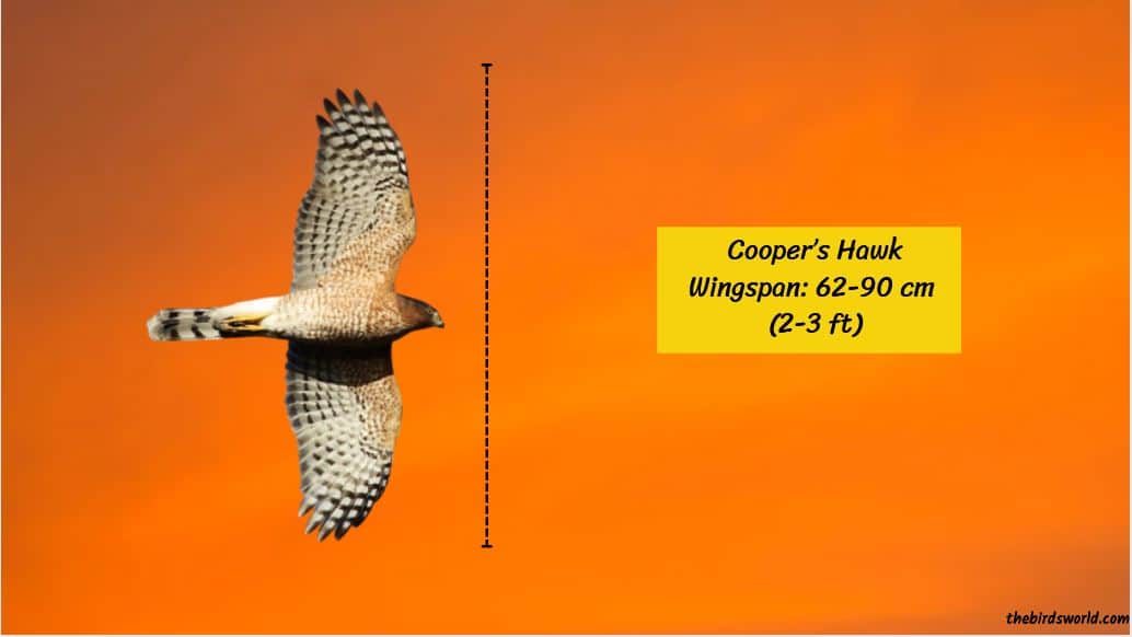 All Hawk Size Explained & Compared With Others