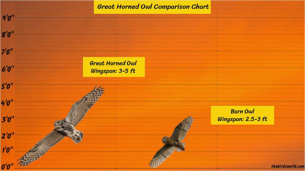 Great Horned Owl Wingspan: How Big Are They Comparison?