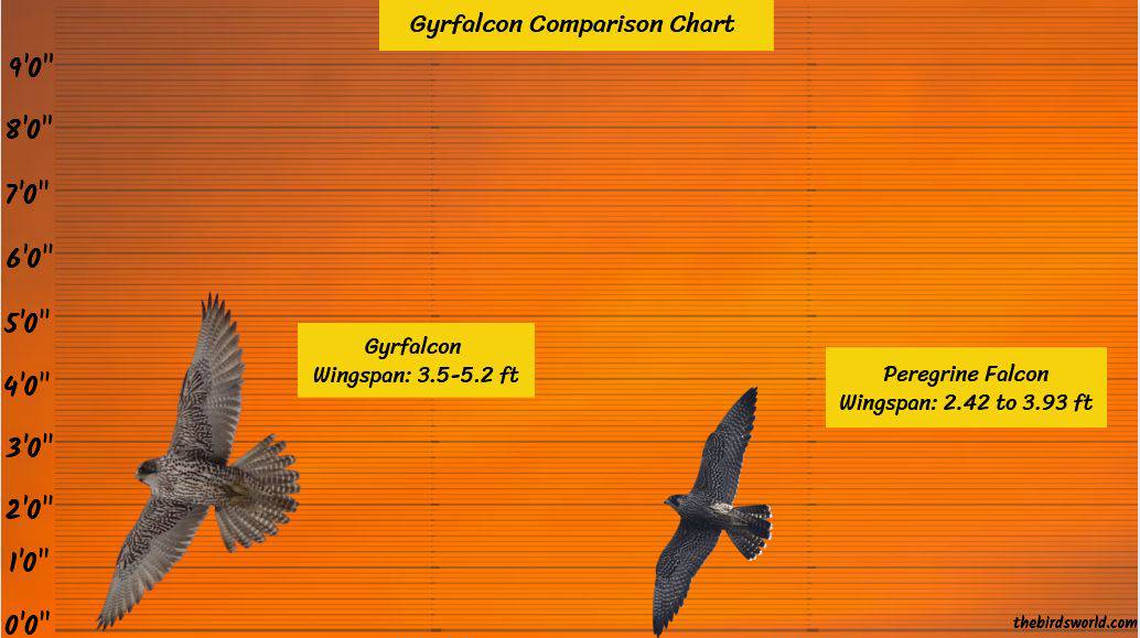 Gyrfalcon Size: How Big Are They Compared To Other Birds?