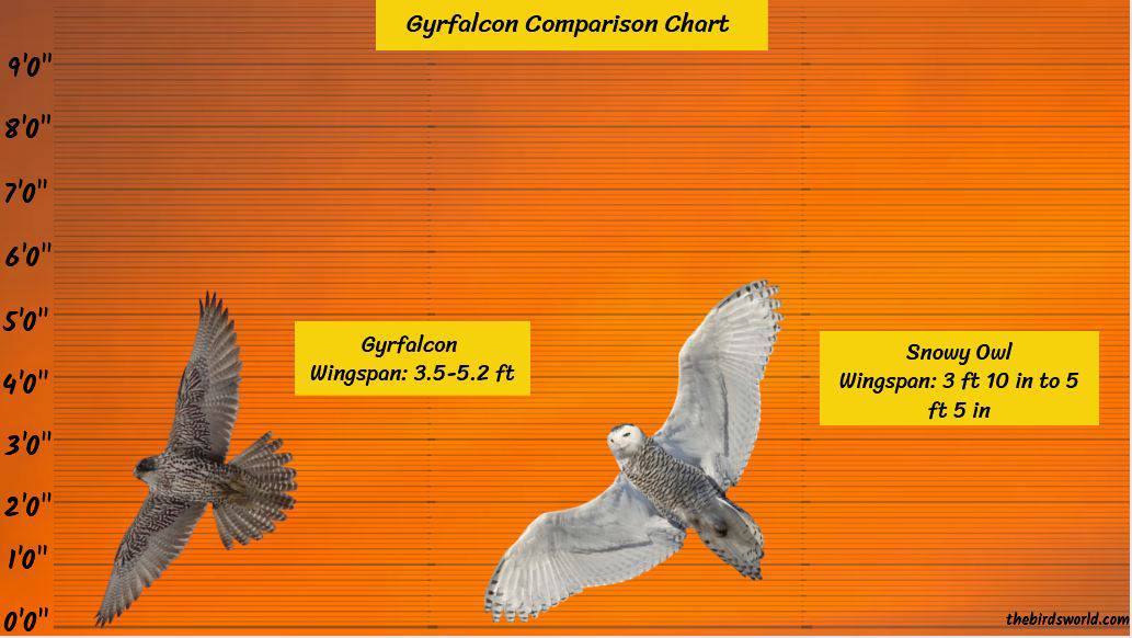 Gyrfalcon Size: How Big Are They Compared To Other Birds?