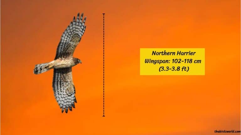 All Hawk Size Explained & Compared With Others