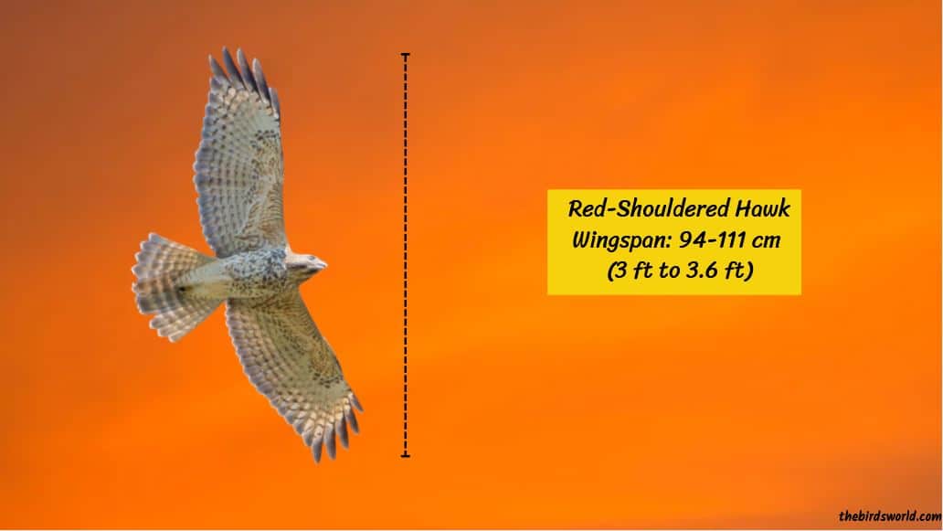 All Hawk Size Explained & Compared With Others