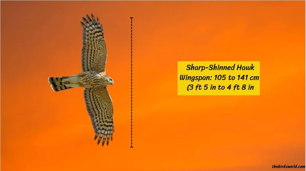 All Hawk Size Explained & Compared With Others