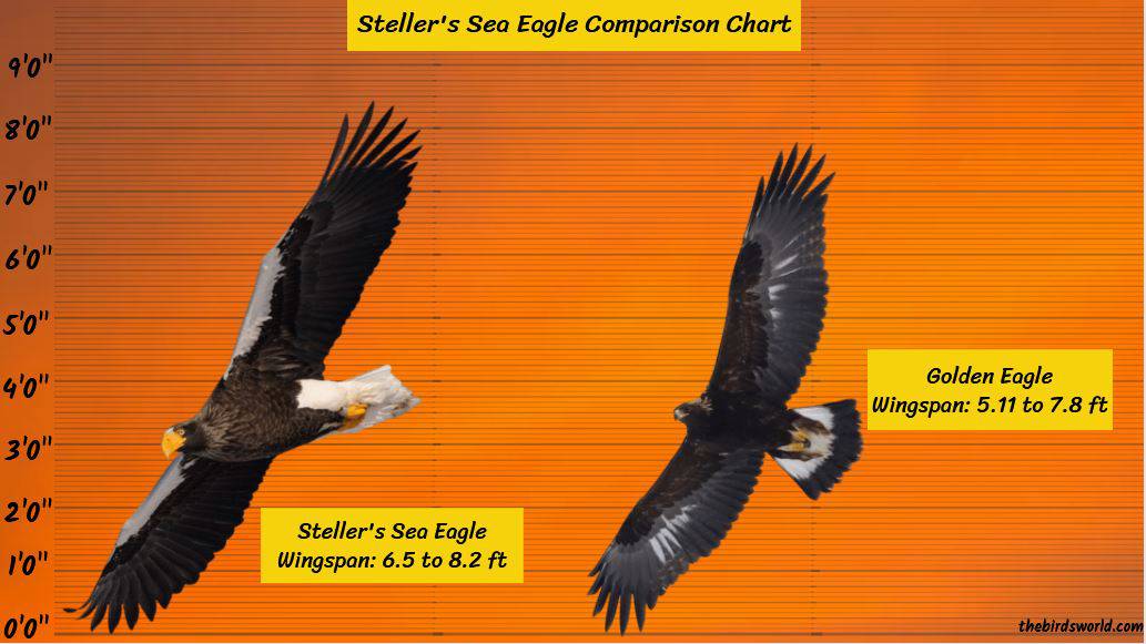 Steller's Sea Eagle Wingspan: How Big Are They Comparison?