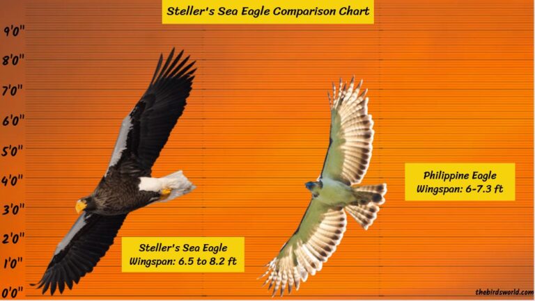 Steller's Sea Eagle Wingspan: How Big Are They Comparison?